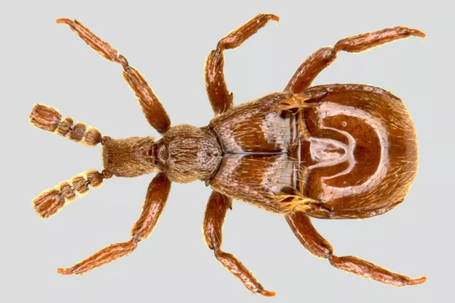 Pselaphid böceği (Claviger testaceus)