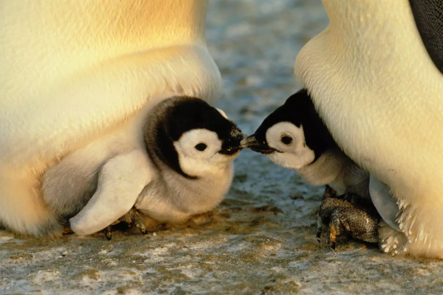 Vifaranga vya Emperor Penguin