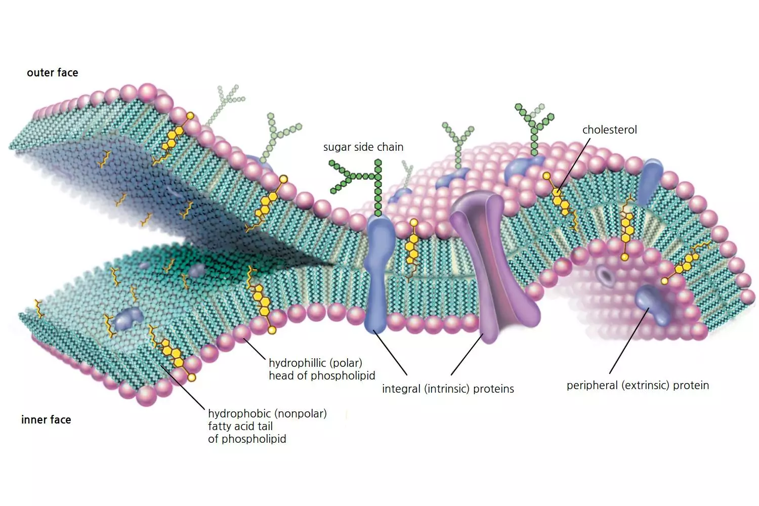 phospholipids၊ ကိုလက်စထရောနှင့် ပင်ကိုယ်နှင့် အပြင်ပိုင်းပရိုတင်းများကို မီးမောင်းထိုးပြသည့် ဆဲလ်အမြှေးပါး၏ မော်လီကျူးမြင်ကွင်း။