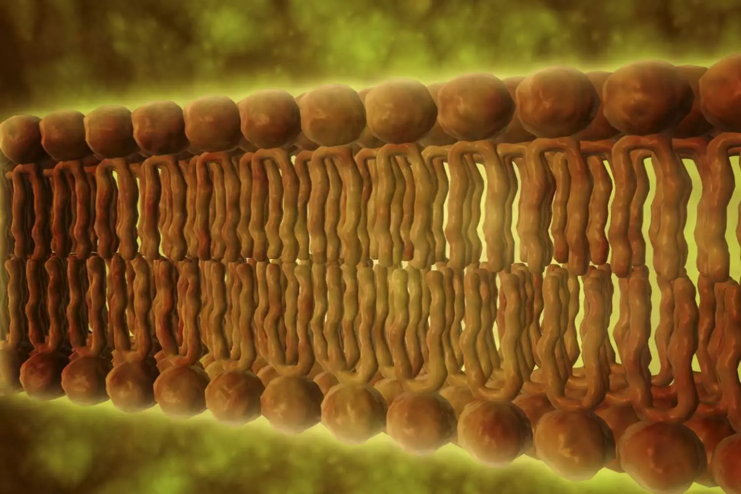 Microscopisch beeld van fosfolipiden.