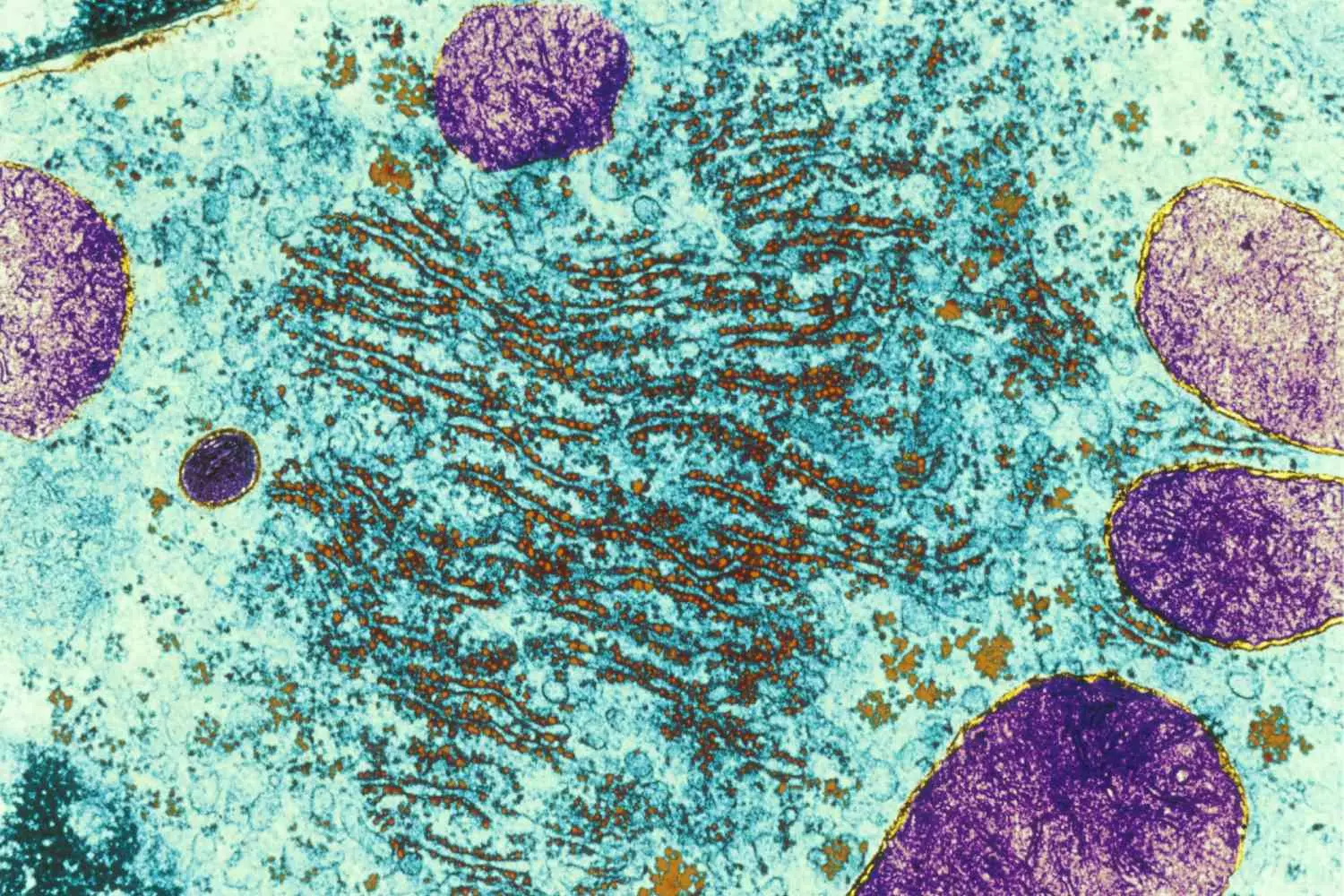 Rage Endoplasmic Reticulum