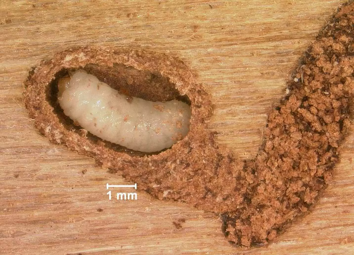Larva de escarabajo ips