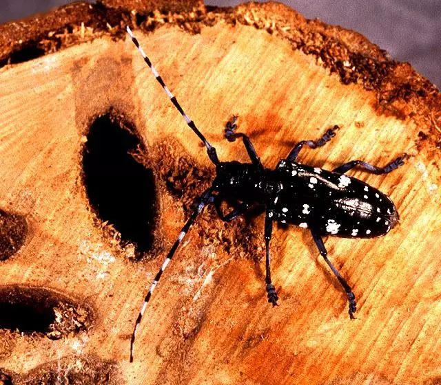 escarabajo asiático de cuernos largos
