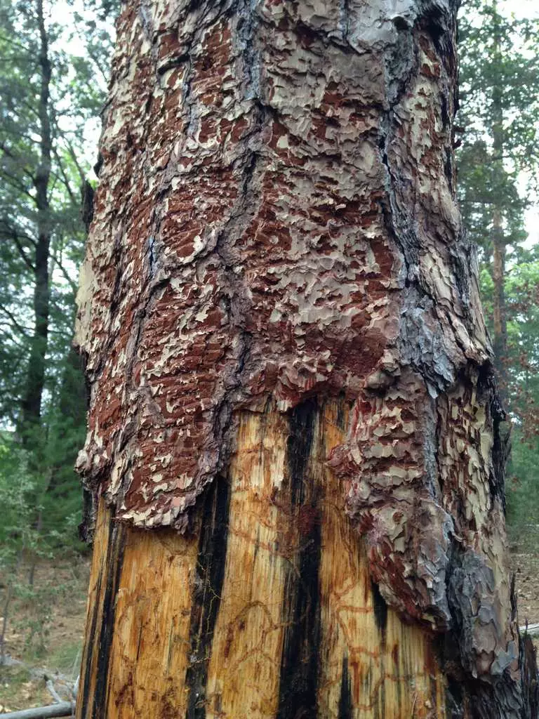 daños en los árboles causados por el escarabajo del pino occidental