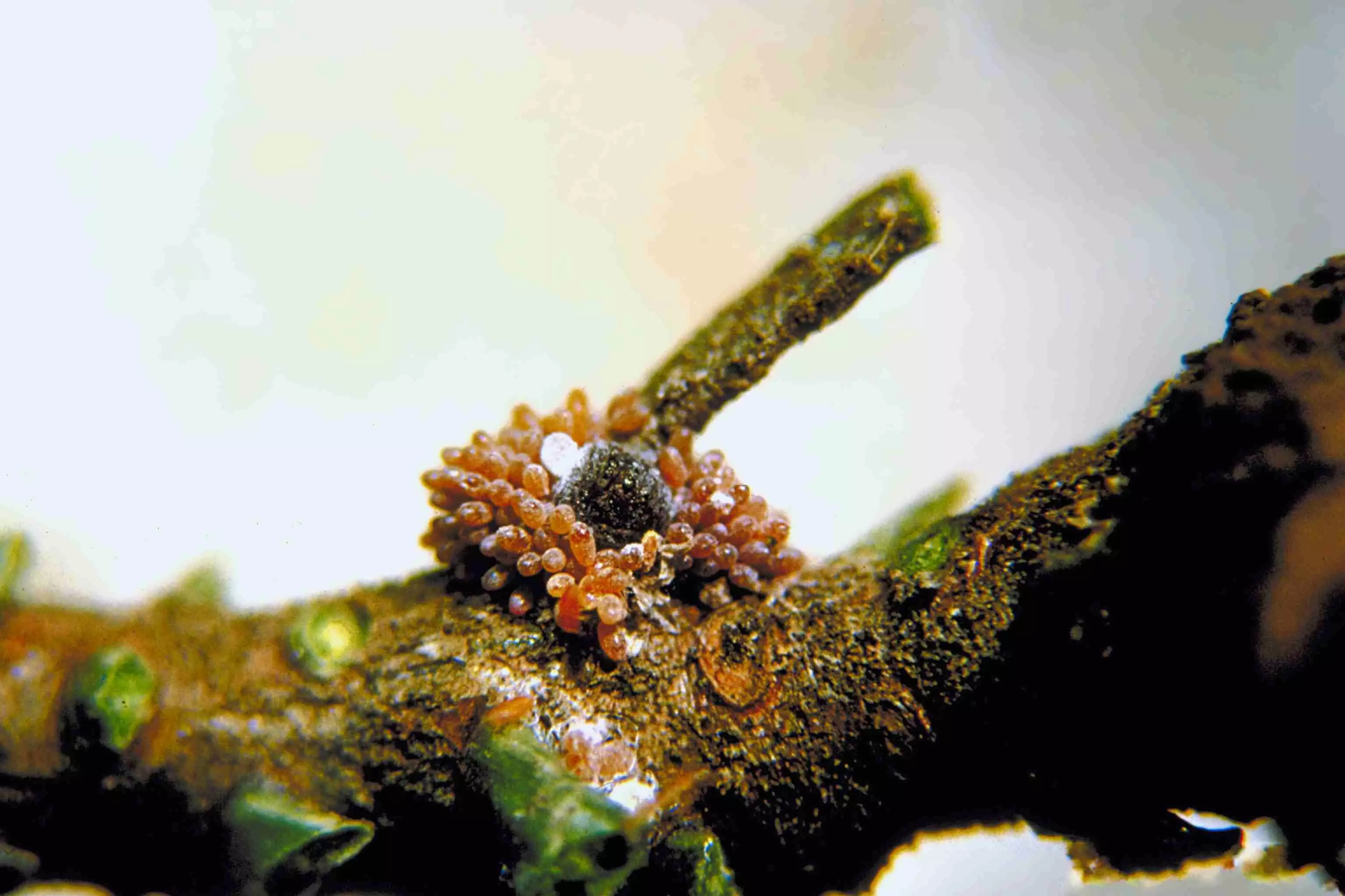 Balsam woolly adelgid qwai