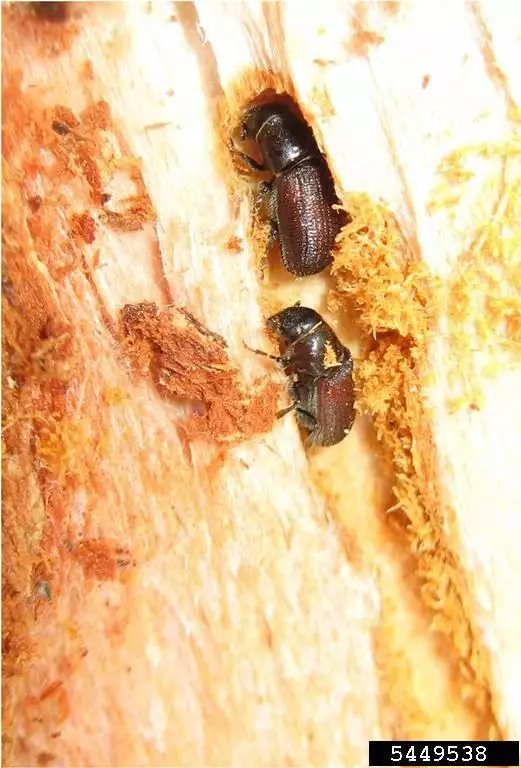 Escarabajo de corteza de abeto de Douglas