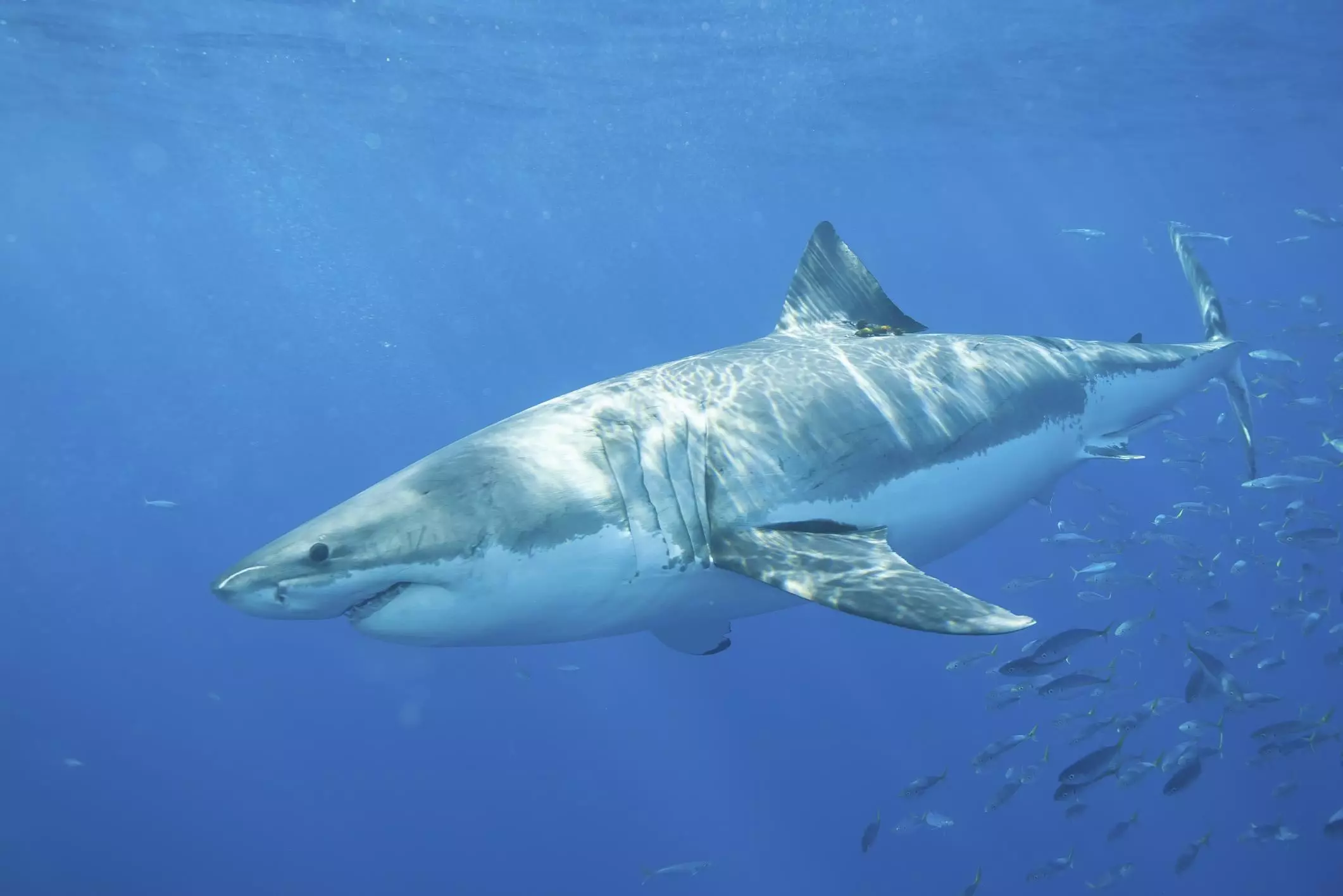 Nla White Shark