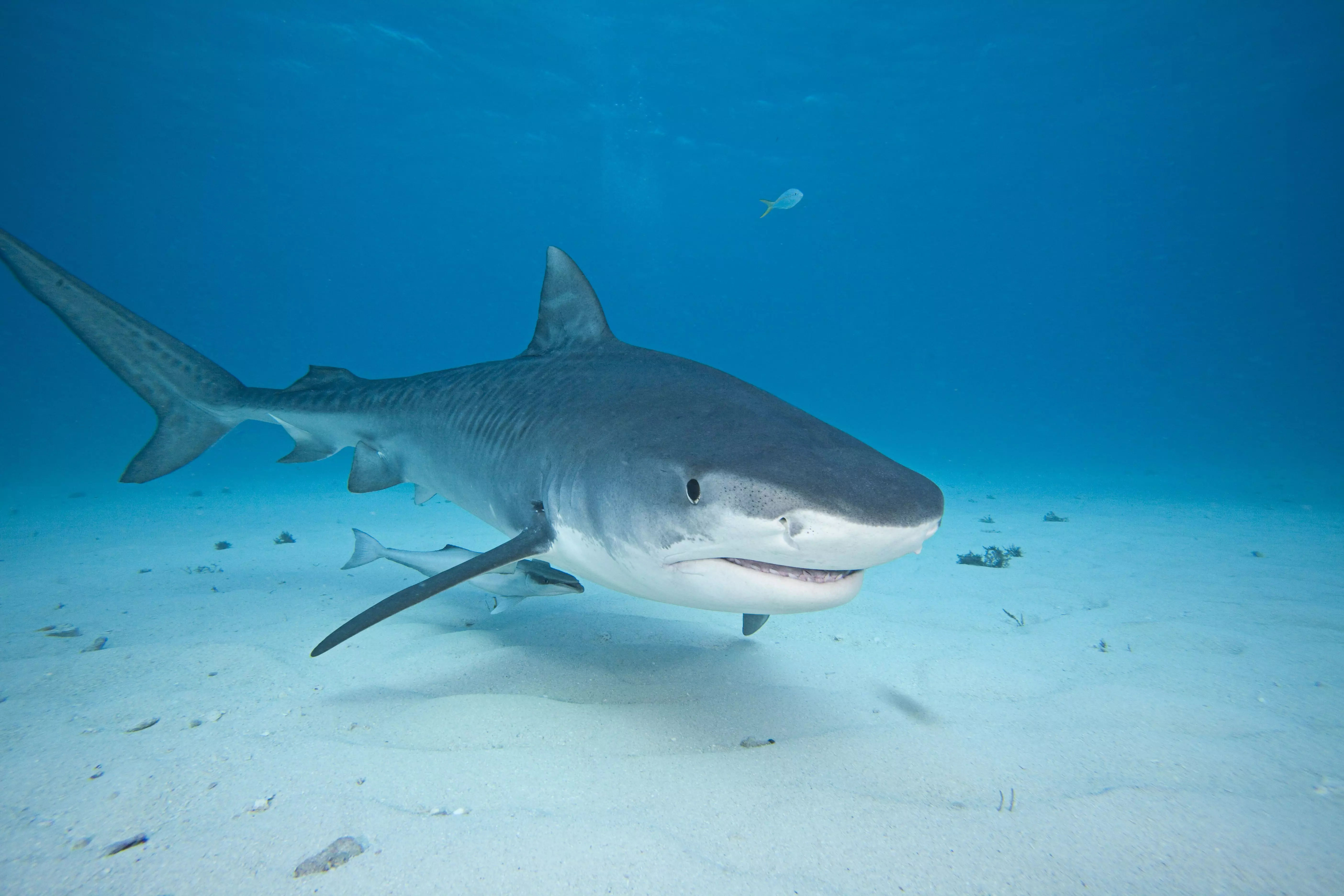 Tiger Shark, Baham adaları