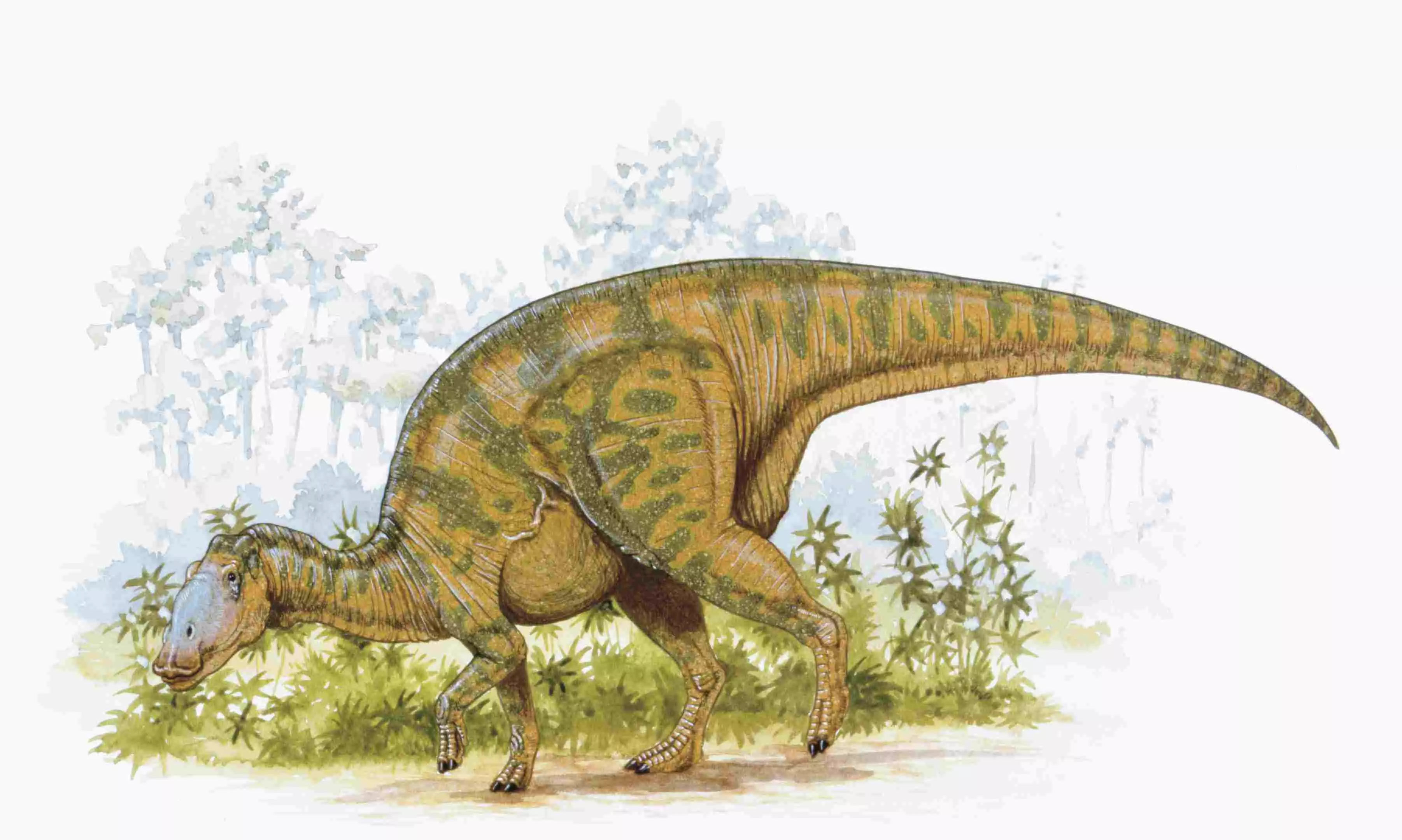 Hadrosaurus کی مثال