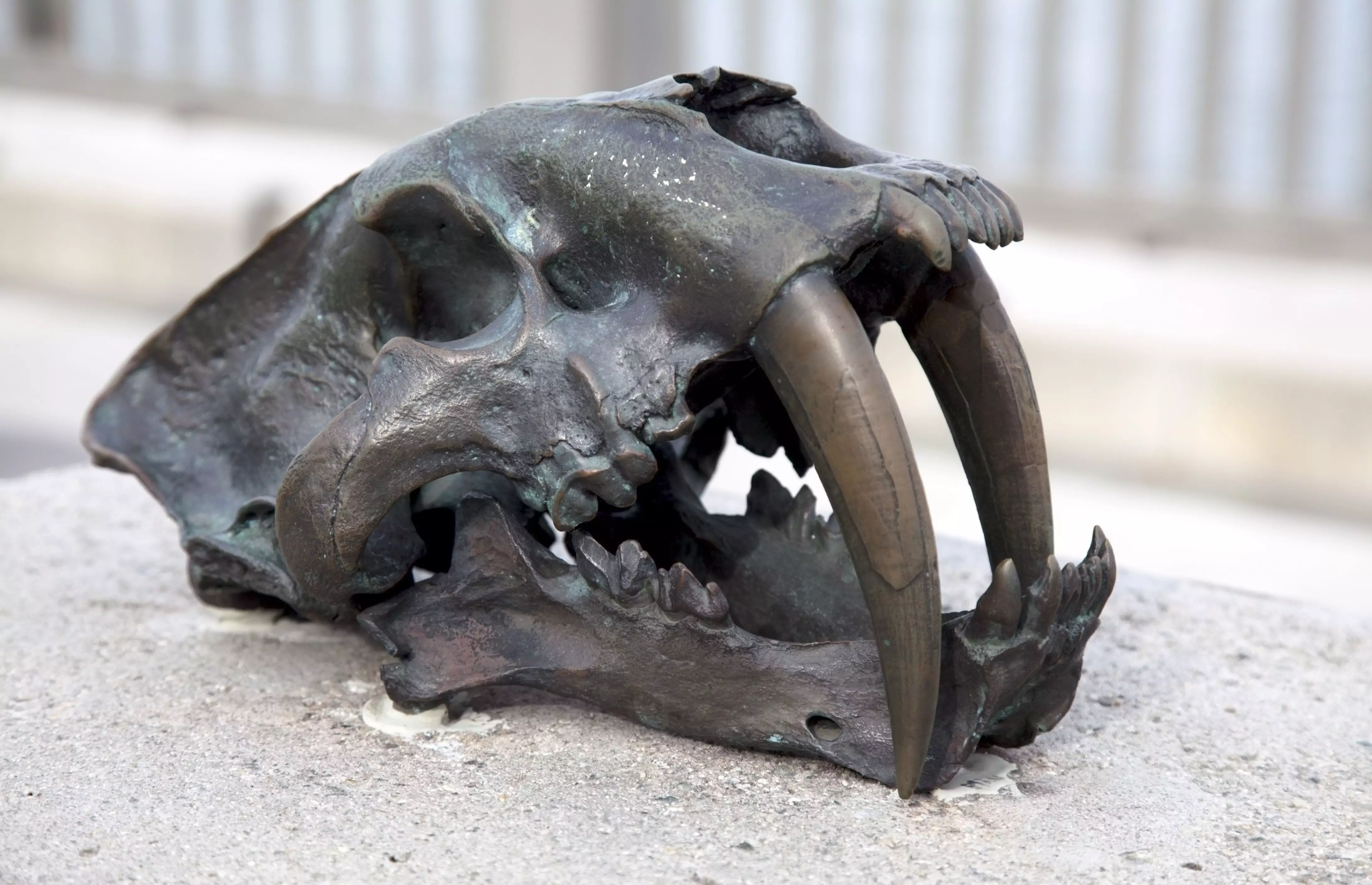 I-Bronze Skull of saber toothed cat Ebhentshini