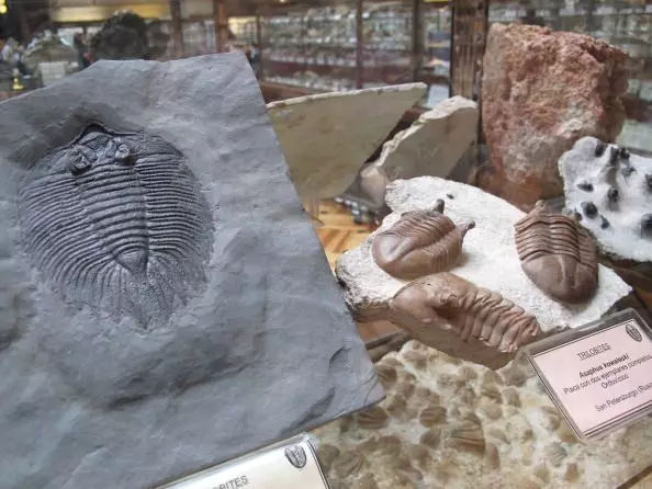 Exhibición de fósiles de trilobytes