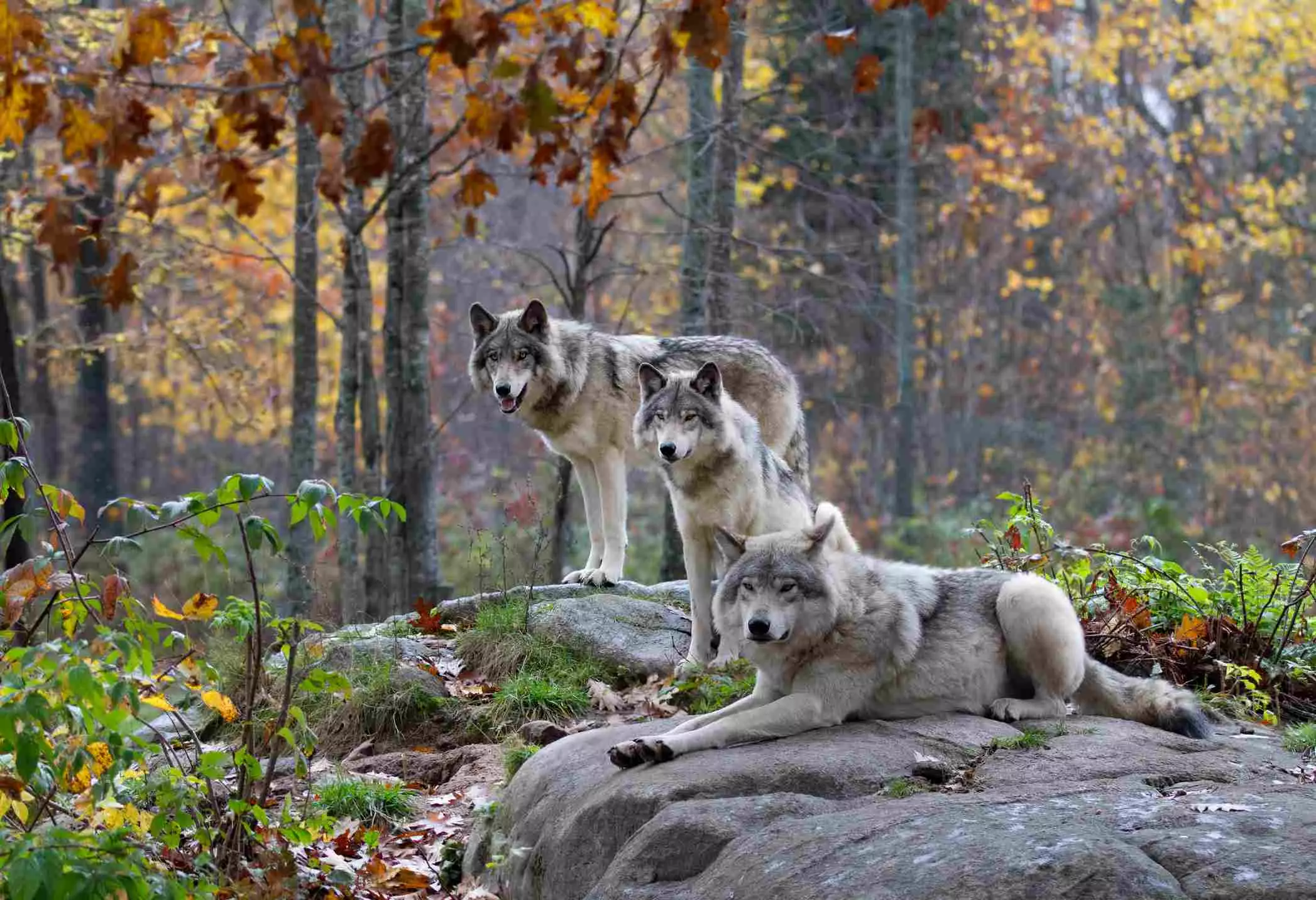 Tulo ka mga lobo sa Timber sa ulan sa tingdagdag