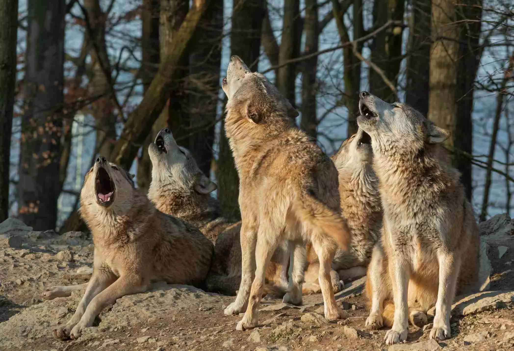 Hylende canadiske tømmerulve foran en skov.