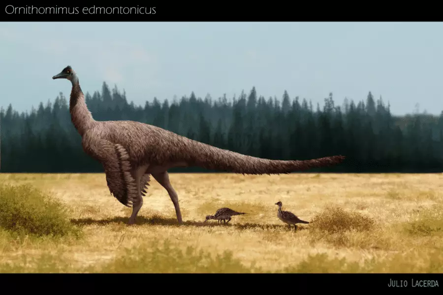 Dromiceiomimus: dejstva in številke