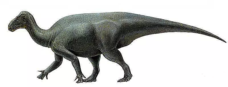 iguanacolossus