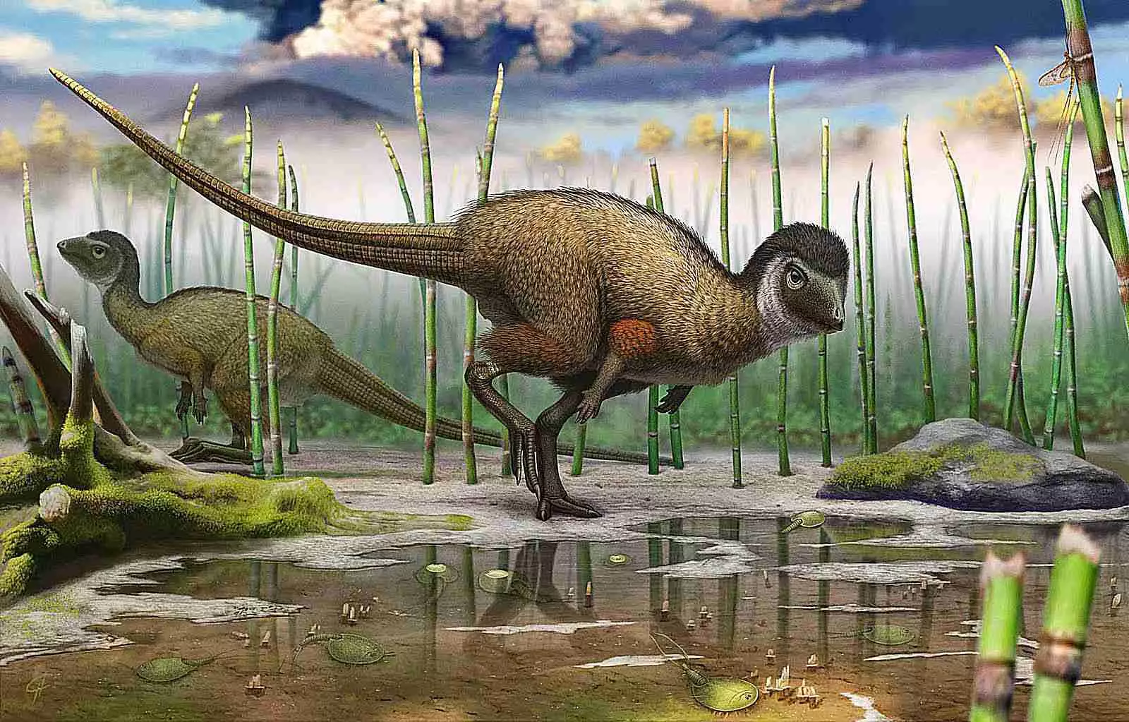 kulindadromeus