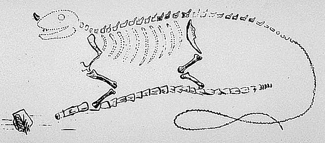 mantellodon