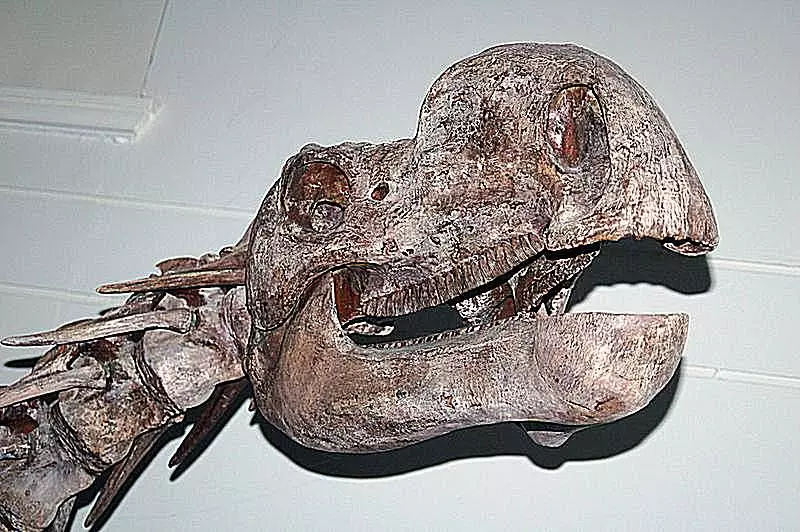 muttaburrasaurus