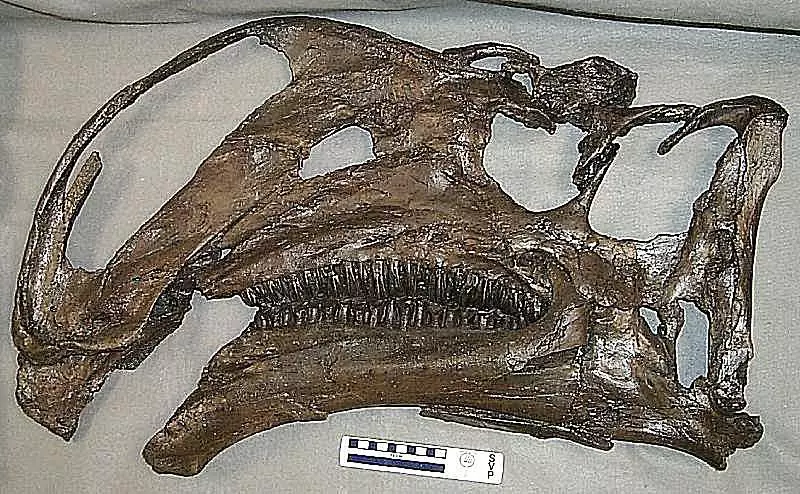 Altirhinus