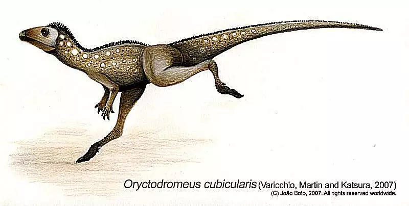 oryctodromeus