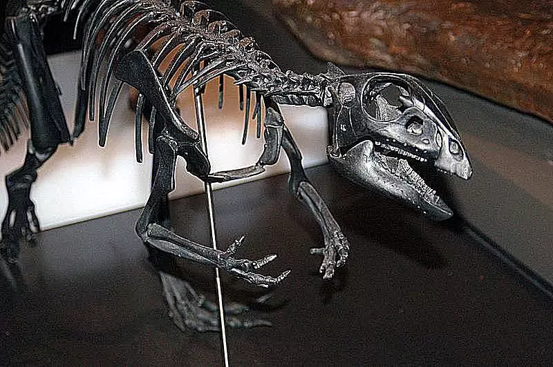 qantassaurus