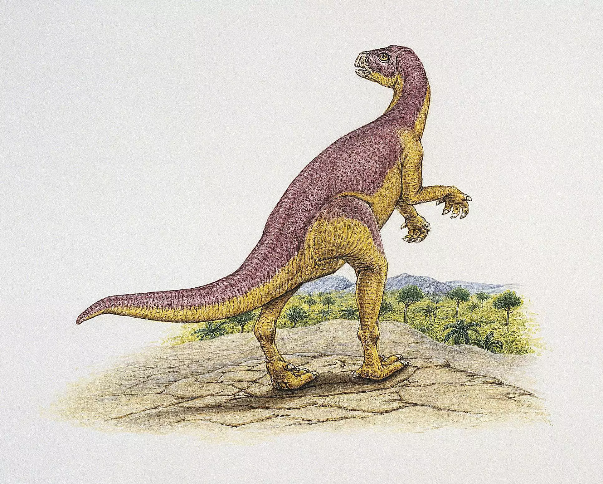 xiaosaurus