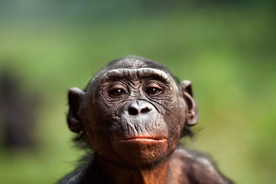 hodeskudd av en bonobo