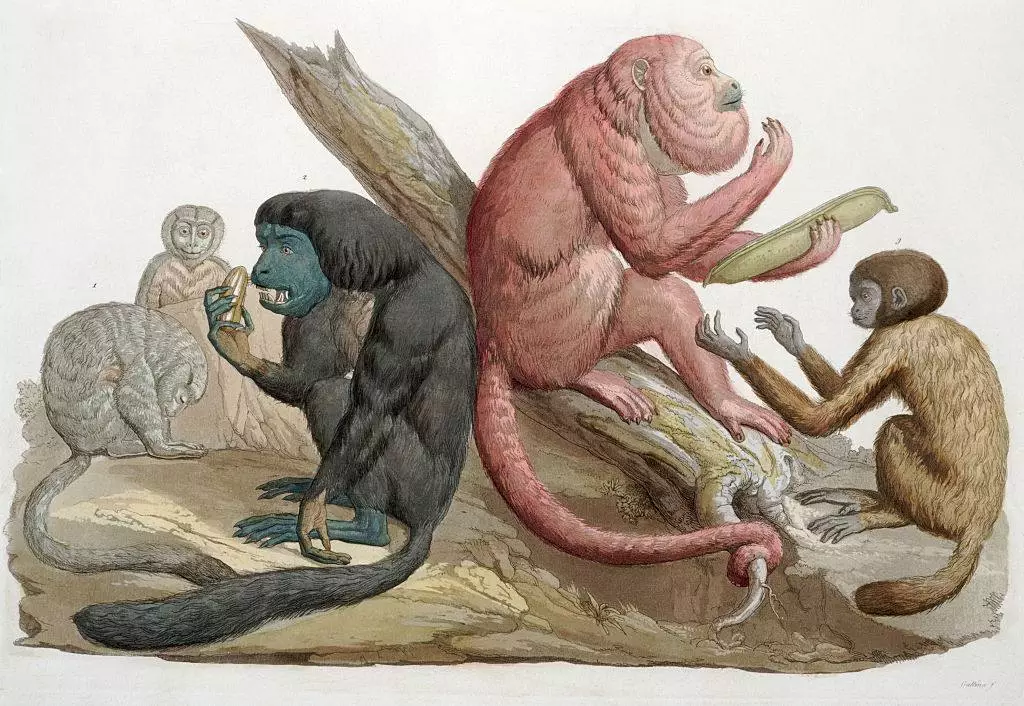 Художник зображує різних приматів