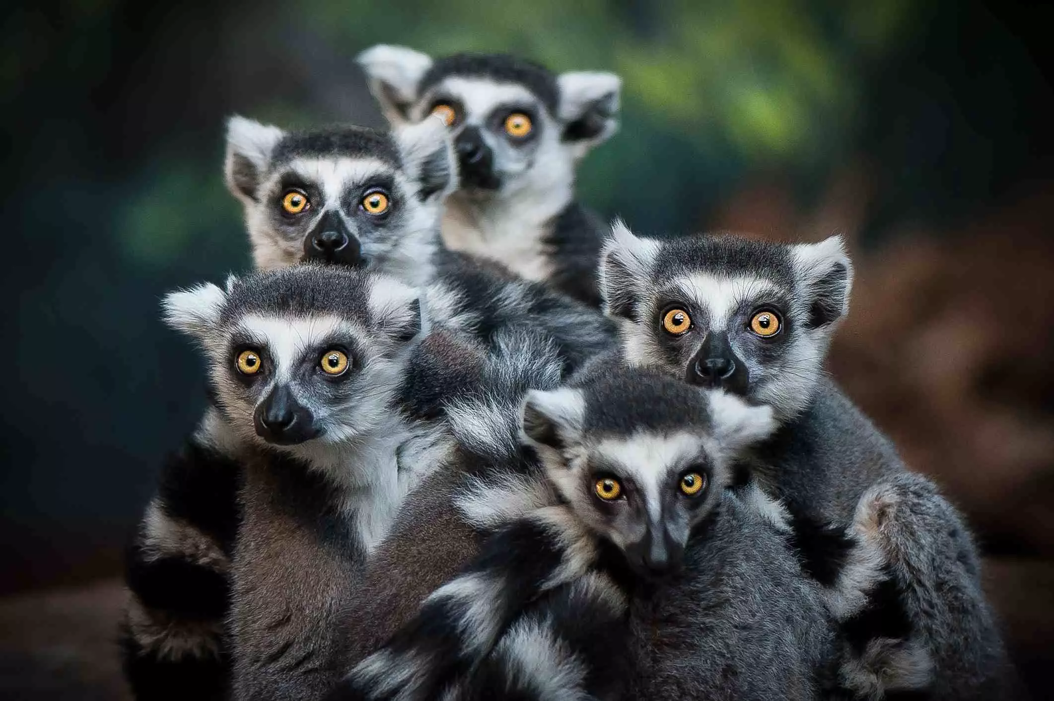In pakje Lemurs