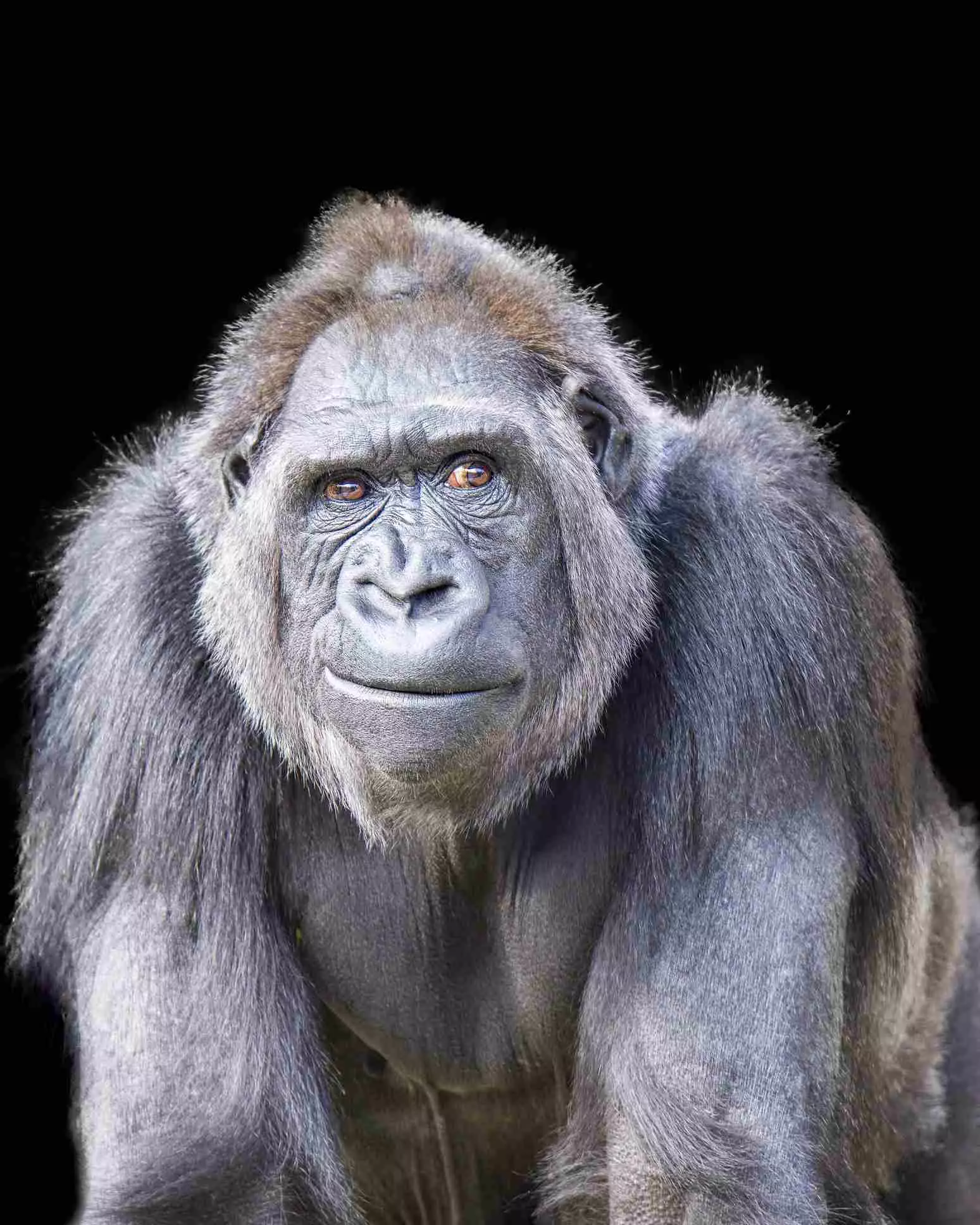 gorilla rakatarisa kuruboshwe kwaro