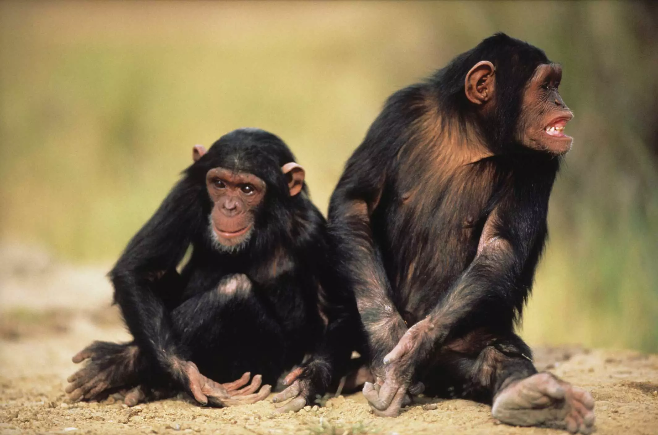 Хоёр шимпанзе бие биенийхээ хажууд сууж байна