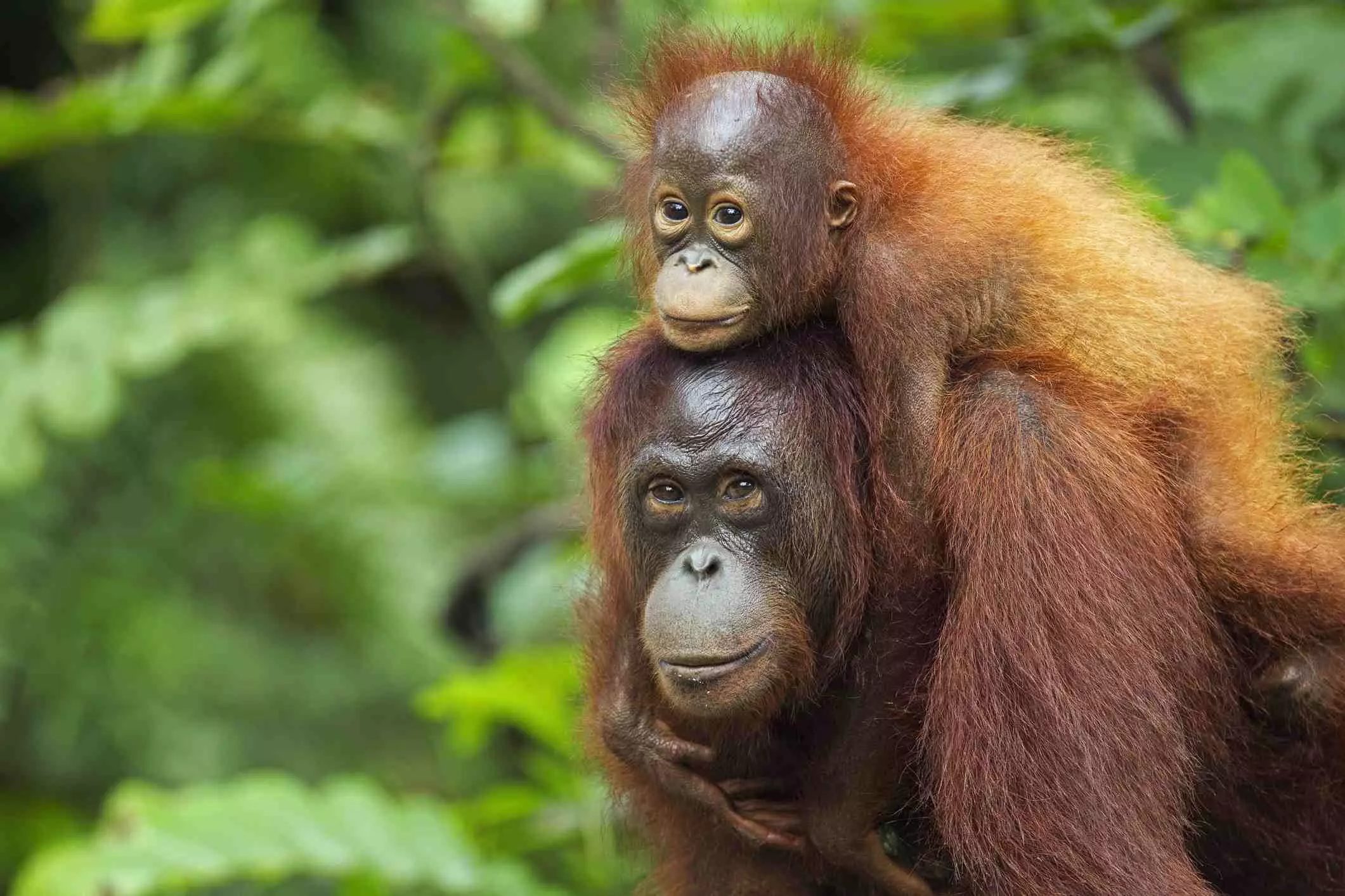 En baby-orangutang på en foreldre-orangutang