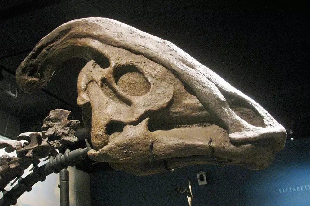 Imifanekiso kunye neeProfayili zeDada-Billed Dinosaurs