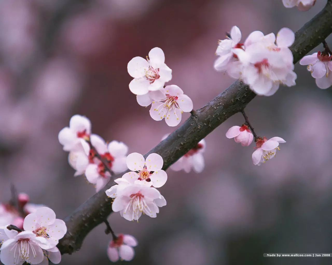 Flori de cireș japonez pe o ramură