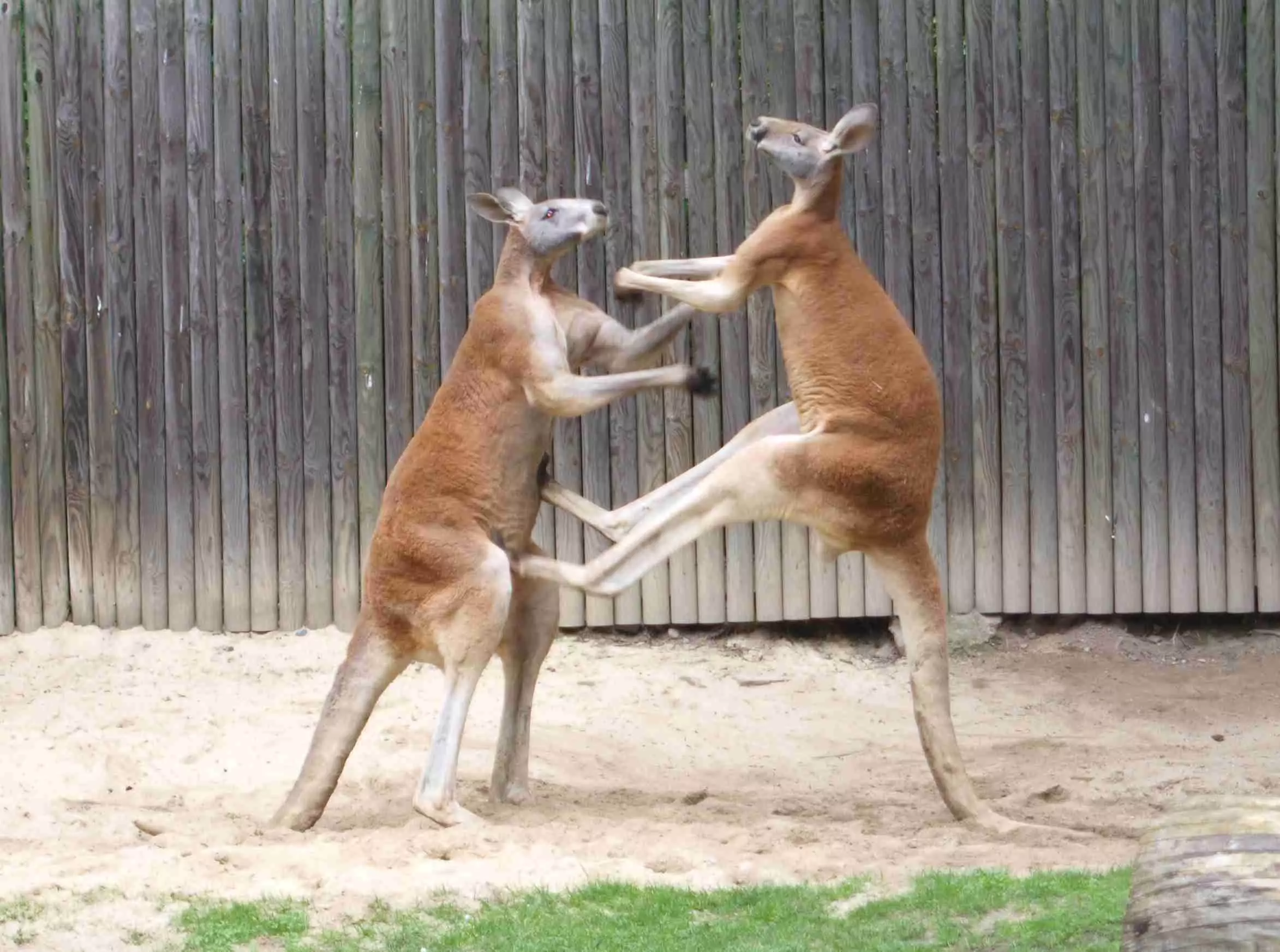 Dy kangur që luftojnë me njëri-tjetrin.