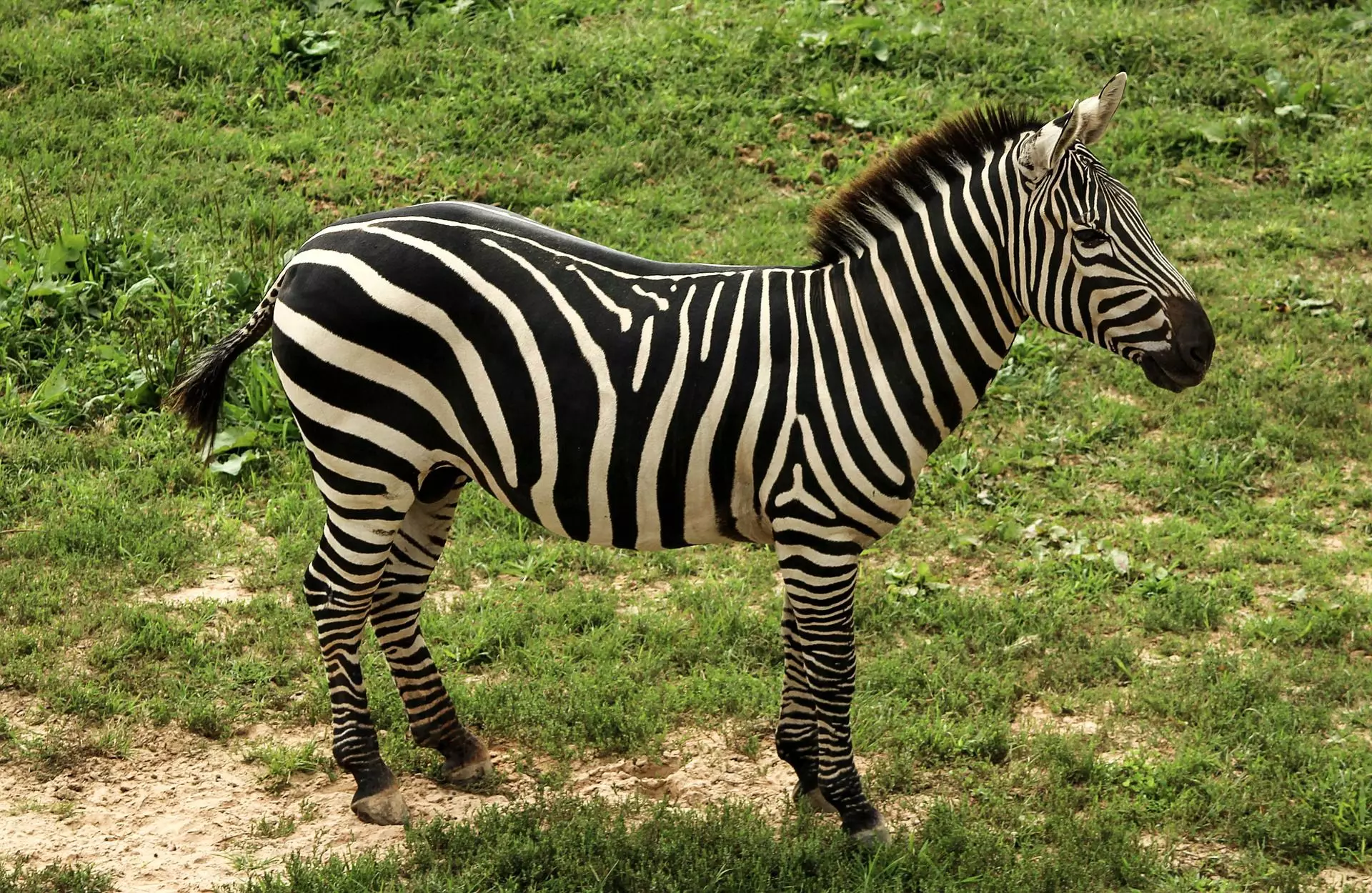 Zebra duke qëndruar në bar në profil.