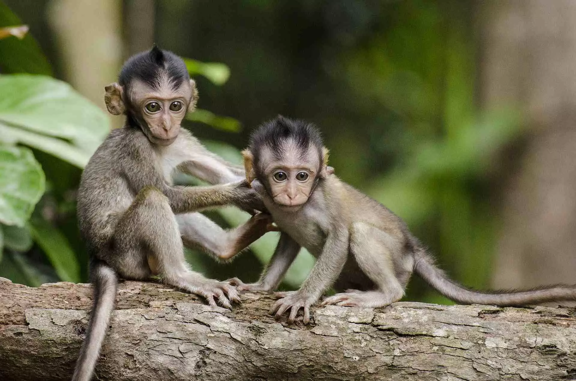 Dy majmunë të rinj duke luajtur në një degë.
