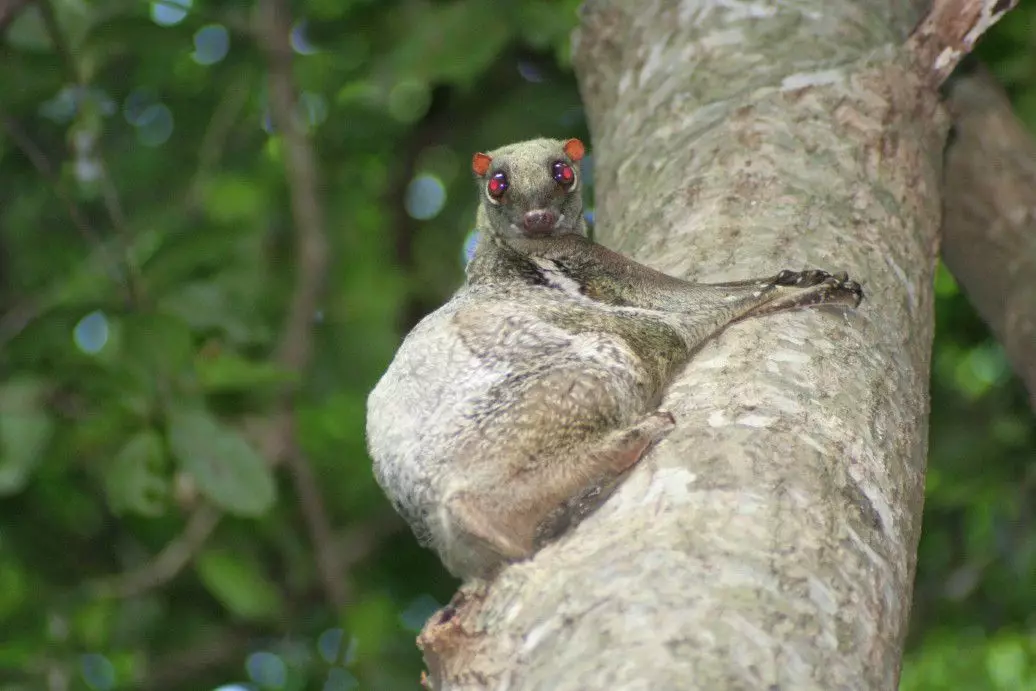Colugo ngjitet pas një trungu peme duke parë kamerën.