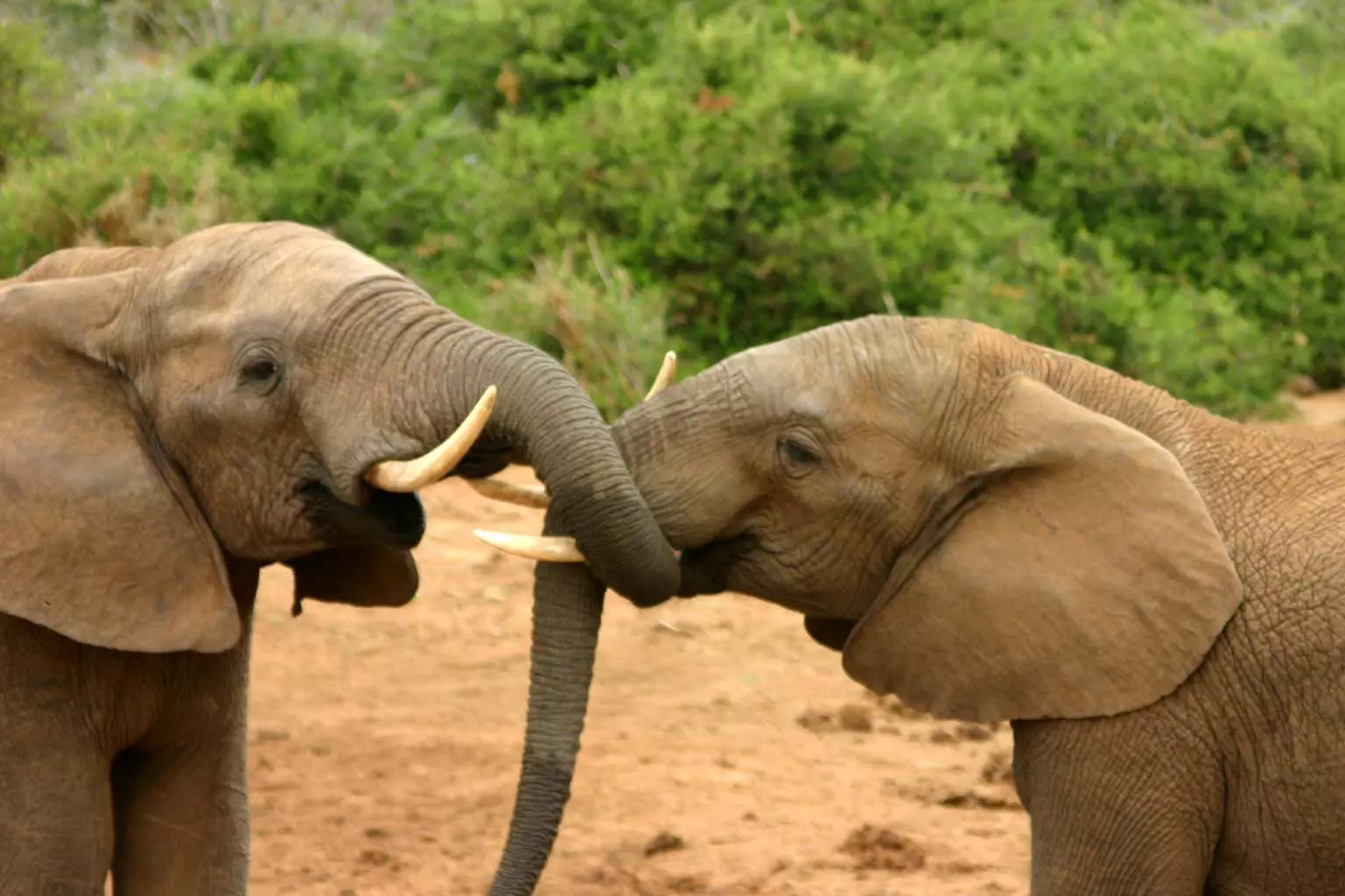 Dy elefantë që mbështjellin trungjet e tyre së bashku në një ritual çiftëzimi.
