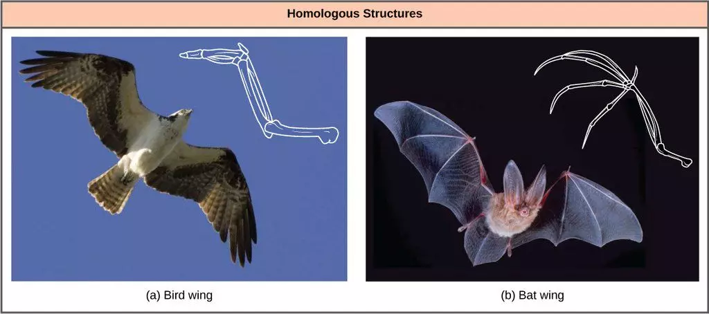 Estruturas Homólogas