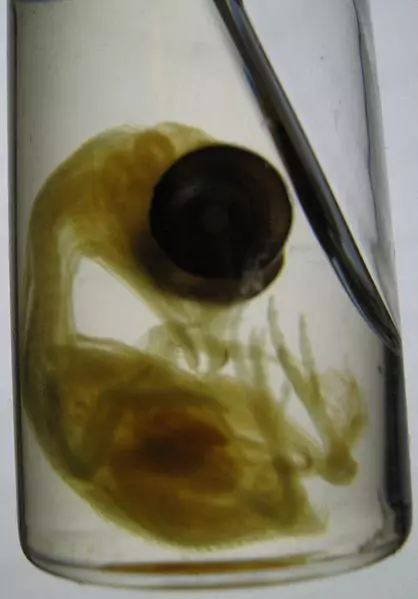 Kuřecí embryo v pozdější fázi vývoje