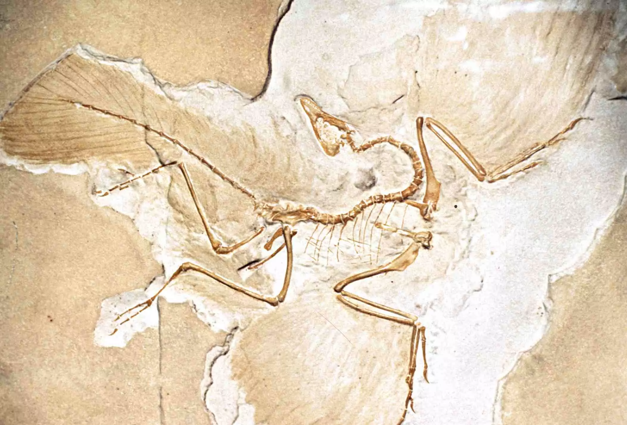 Fosilie archaeopteryxe