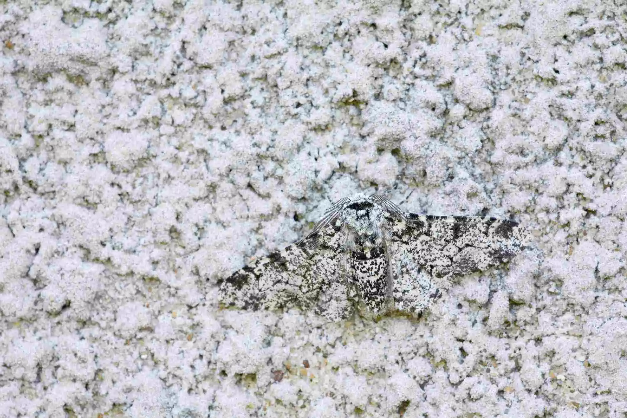 Peppered Moth seinällä Lontoossa