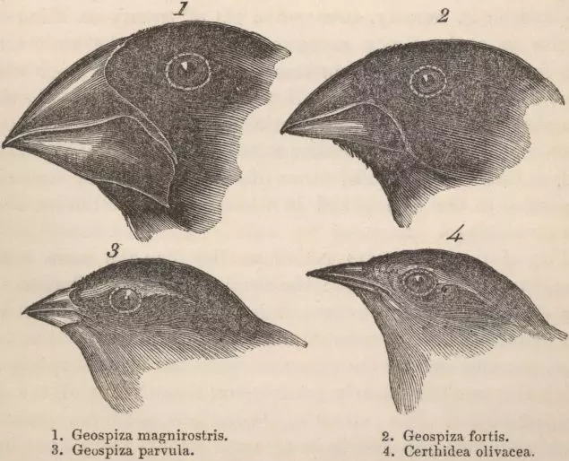 Darwinovy Finches