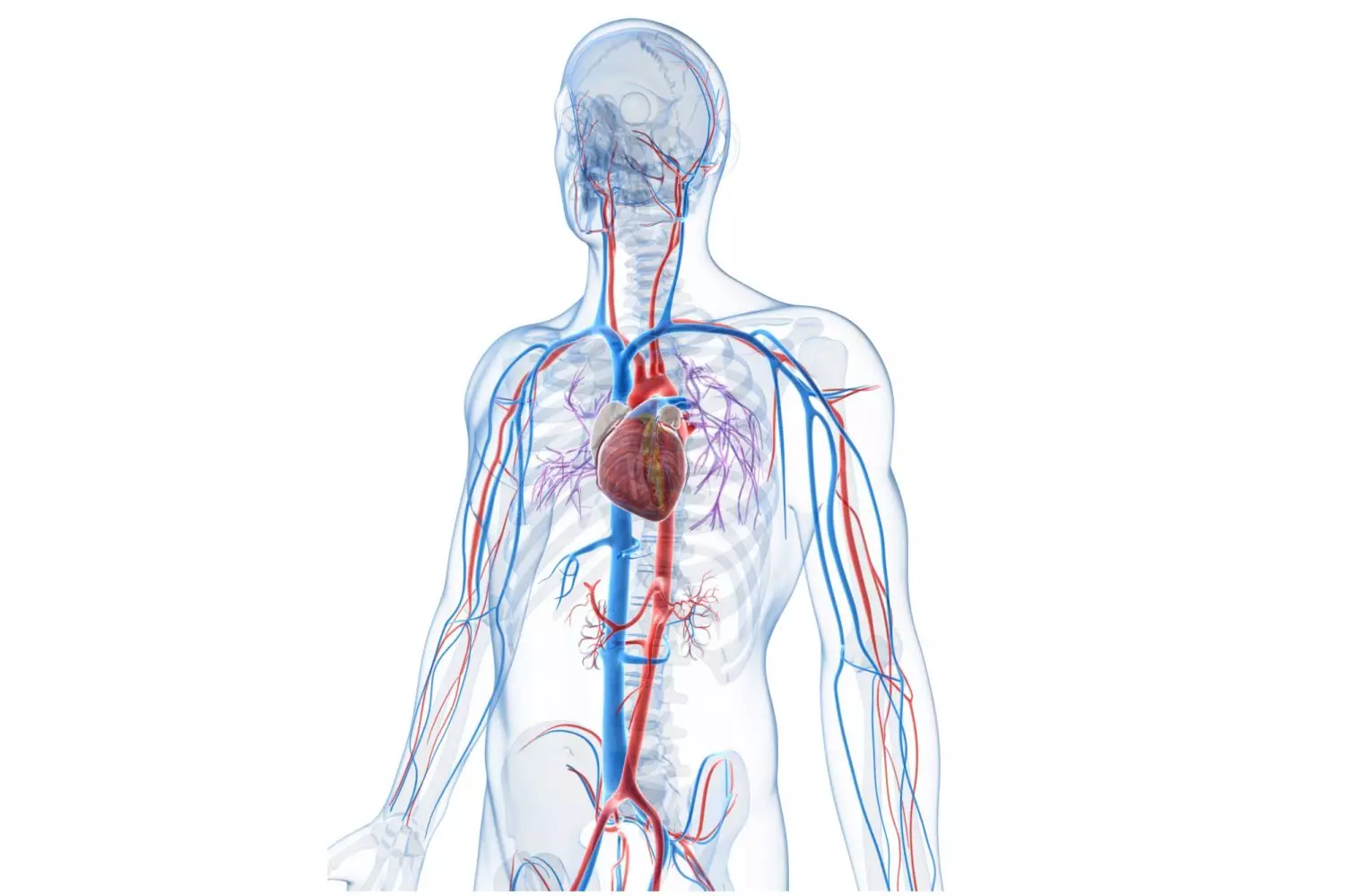 Vascular System - Venen