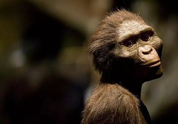 Sculpteur Rendering vum Hominid Australopithecus afarensis