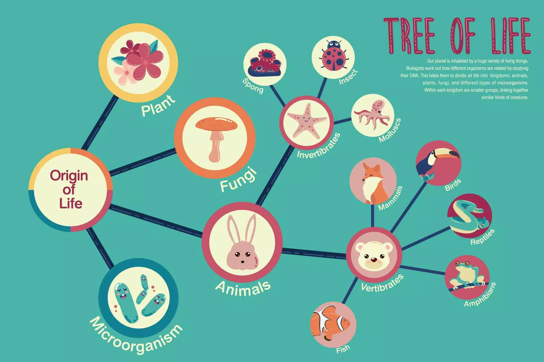 जीवन का एक फाईलोजेनेटिक वृक्ष।