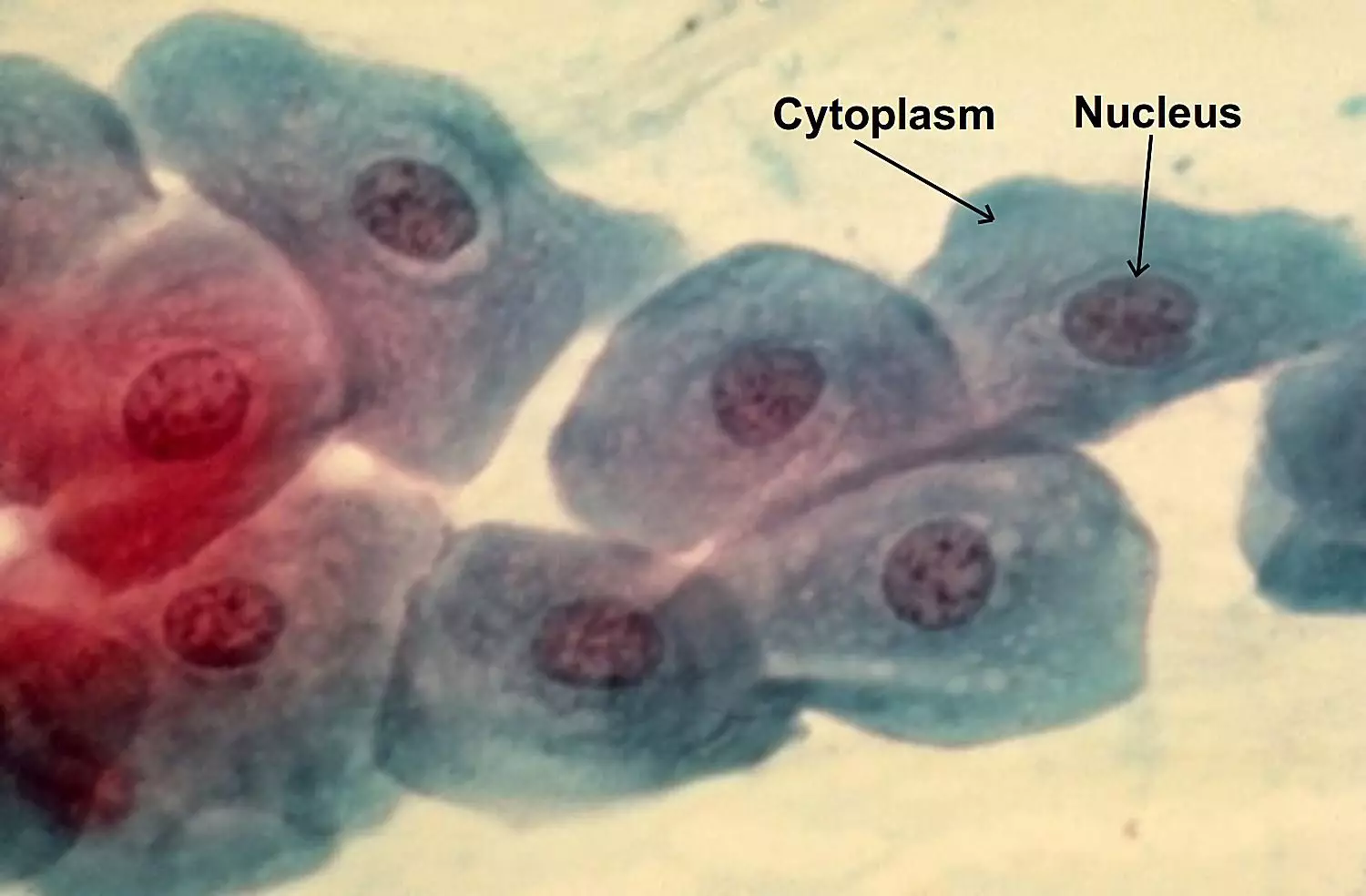 Biologie voor- en achtervoegsels: -plasm, plasmo-