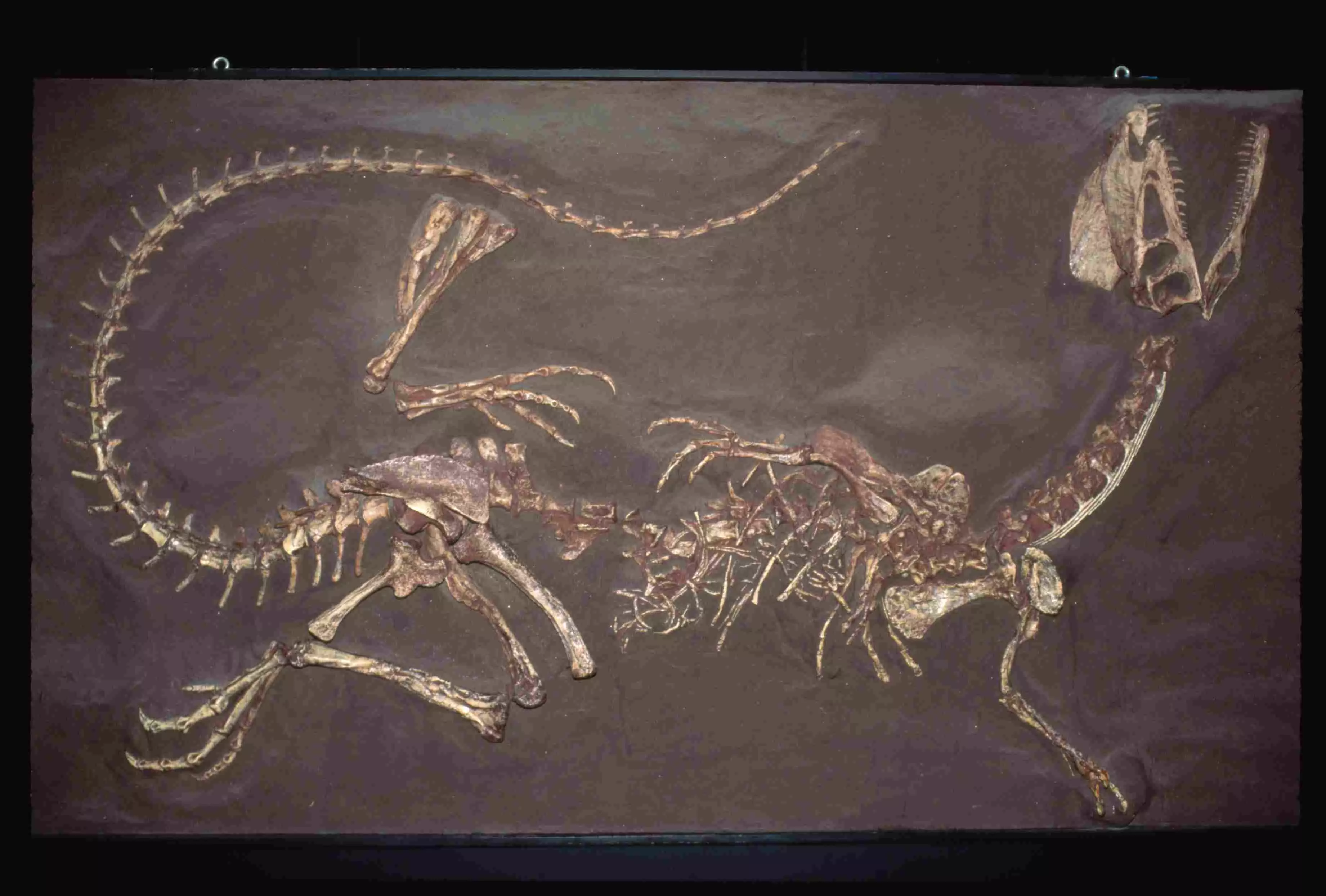 Jurski fosil dilofosaura s dvostrukom kresom