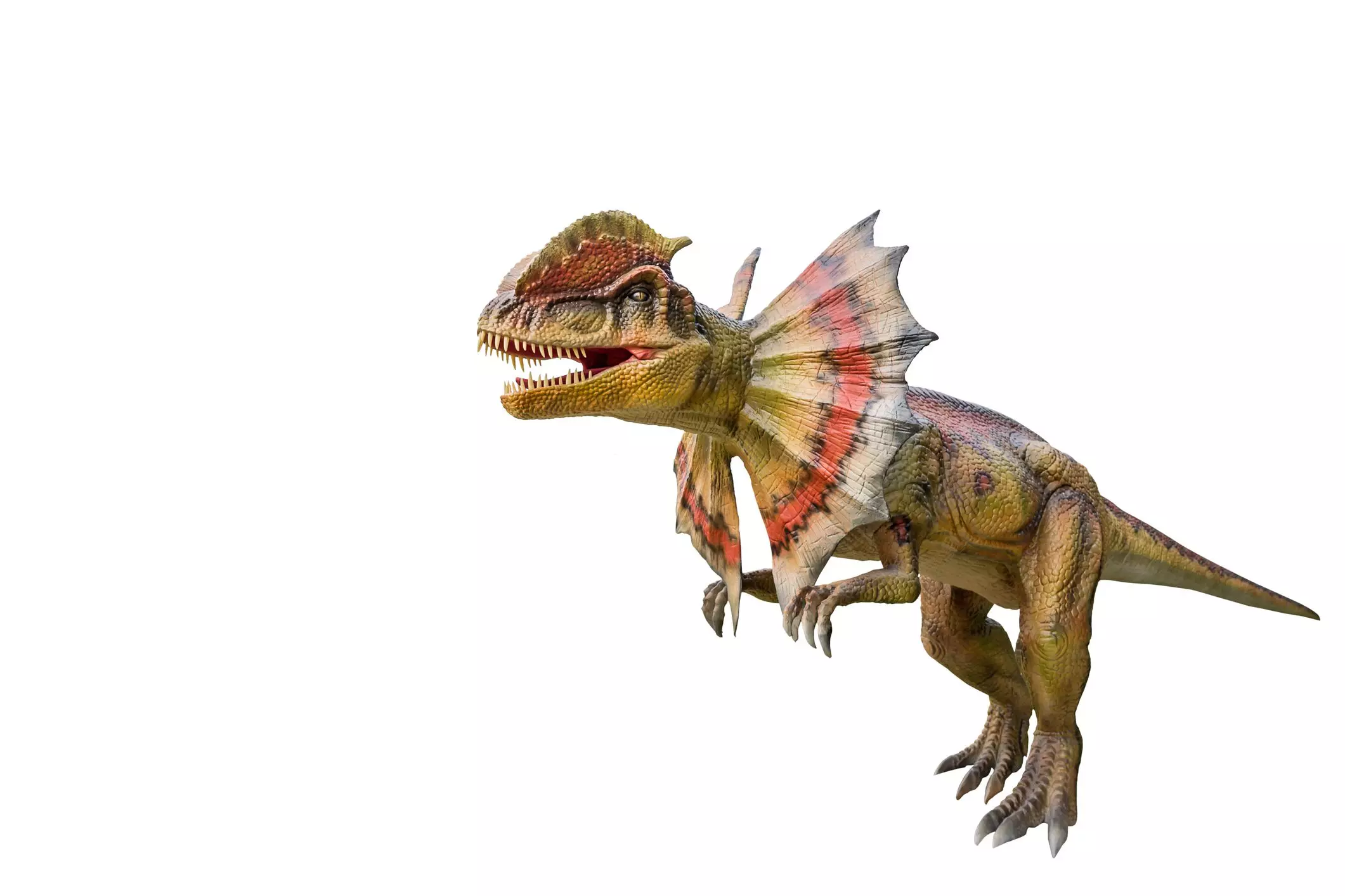 rendering dilophosaurus dengan puncak pada latar belakang putih